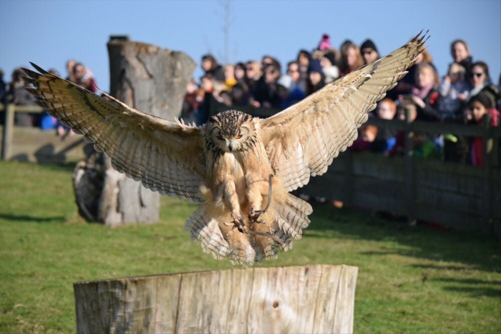 Falconry Displays - Leeds Castle
