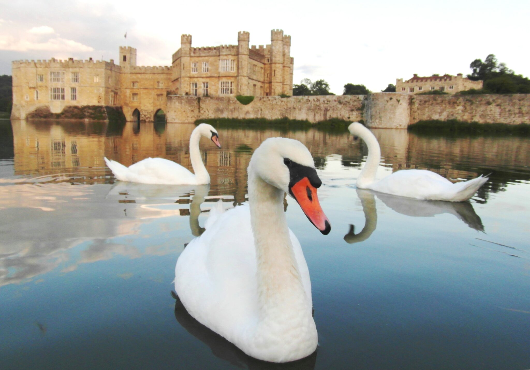 Wildlife - Leeds Castle